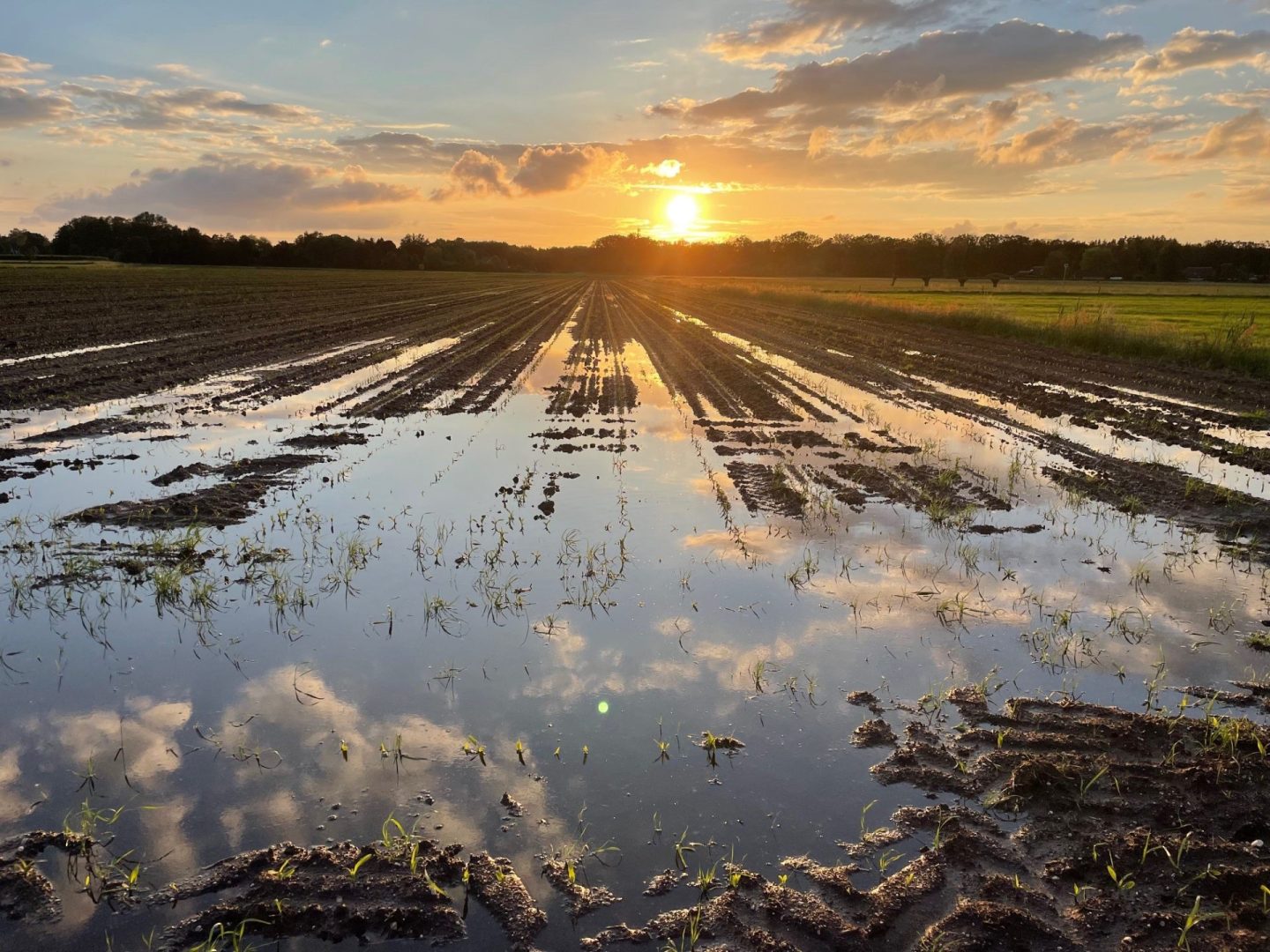 Rassen LG Seeds - Maiszaad.nl
